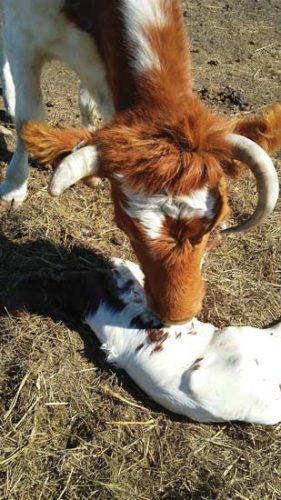 Cow Calving Stages - Grit